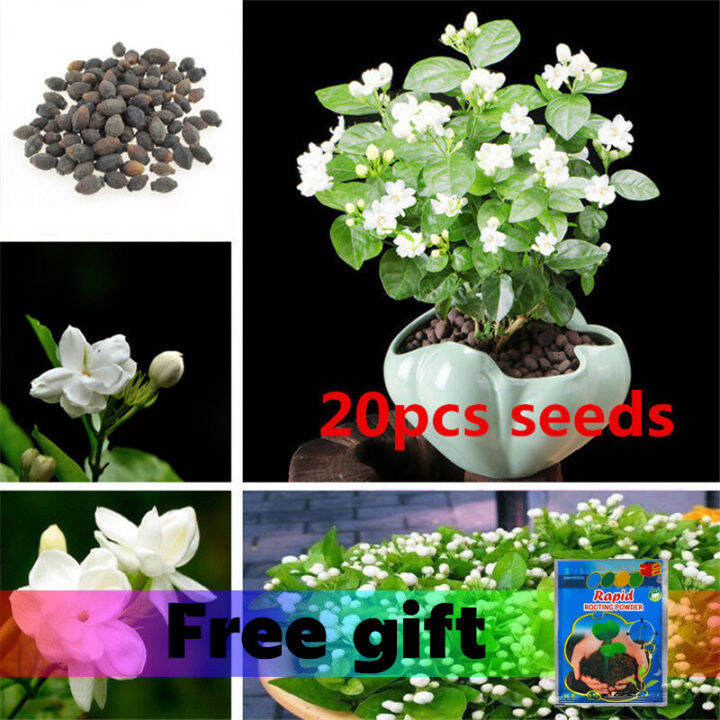 5Pcs White Jasmine Seeds, Arabian Jasmine Aromatic Plant Good Smell ...