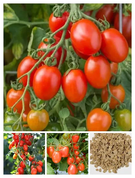 Tomato Apollo Seeds for Planting (15 seeds) FRUITS | Lazada PH