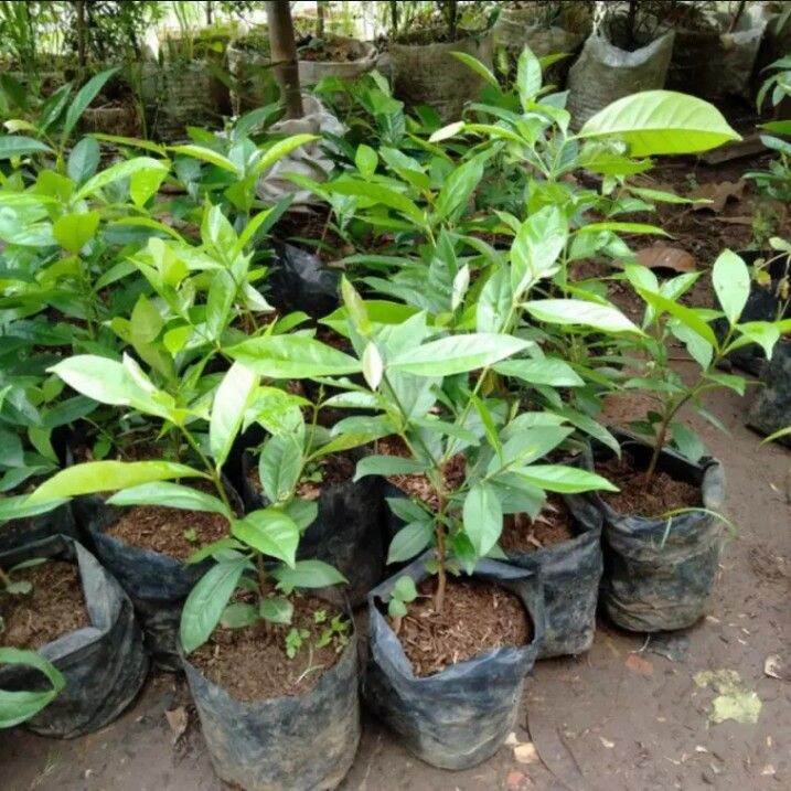 tanaman daun salam - tanaman bumbu dapur salam - pohon salam | Lazada ...