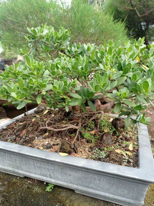 BONSAI SANTIGI KASTIGI SETIGI ASLI PESISIR ON THE ROCK | Lazada Indonesia