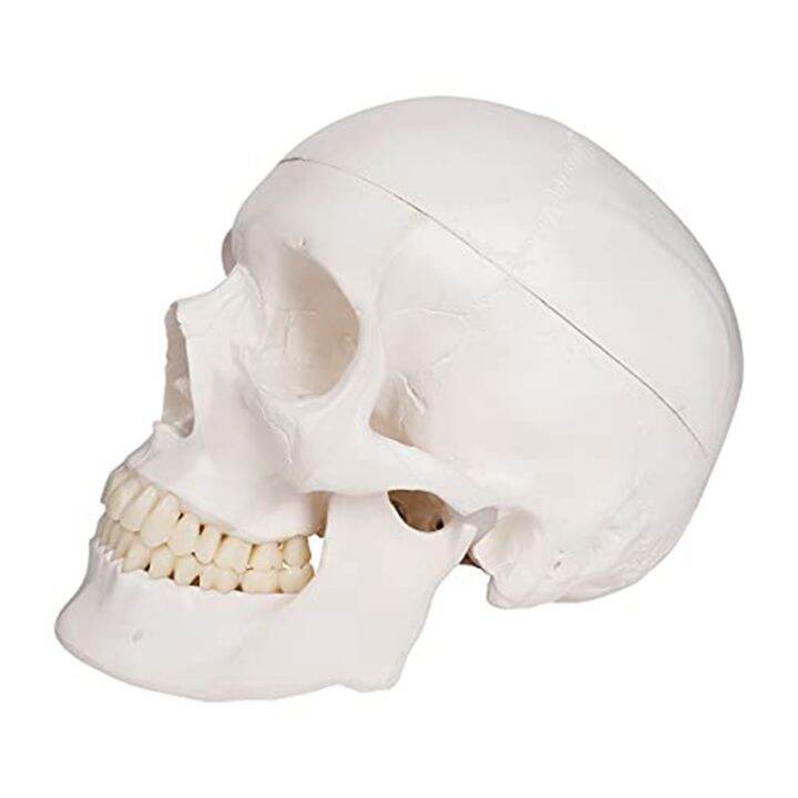 Human Scull Model, Life Size Anatomy Anatomical Adult Model with ...
