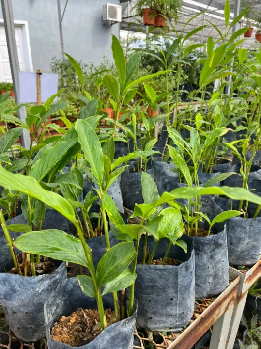 LOVE GARDEN - Kantan | Pokok Bunga Kantan | Lazada