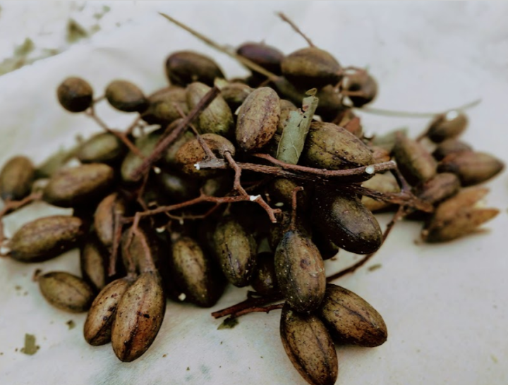 Buah suren kering / Biji pohon surian kering | Lazada Indonesia