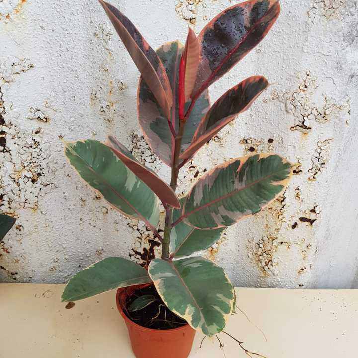 Ficus Ruby | Lazada PH