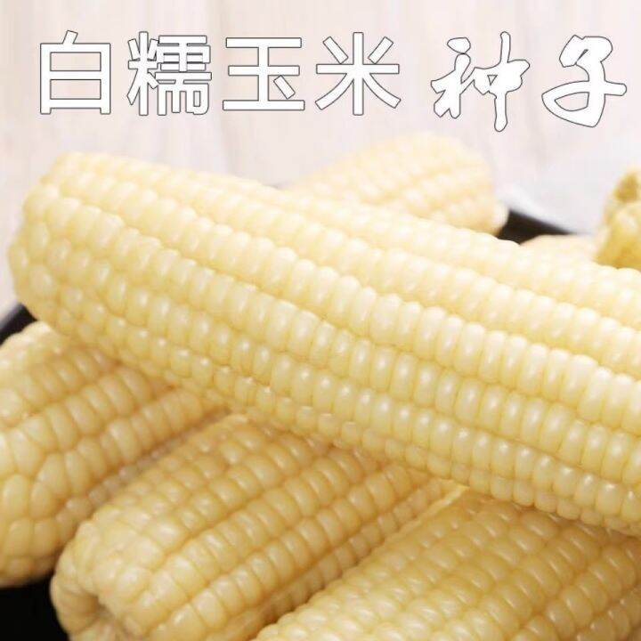 Glutinous corn seeds | Lazada PH Glutinous corn seeds | Lazada PH