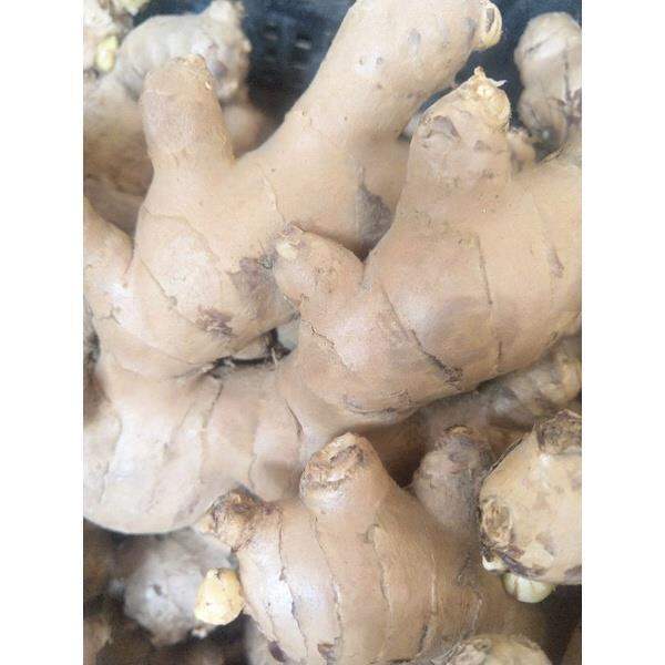 Luyang native sold per kg | Lazada PH