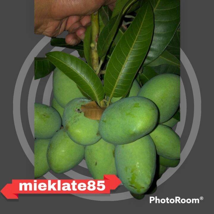 Buah Mangga Telor/ Mangga Epal/ Mangga Besar/Jambu Batu 💯readystock ...