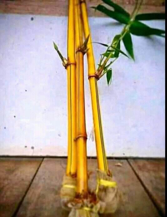 Bambu kuning penangkal setan Bambu kuning hidup Bambu kuning mini asli ...