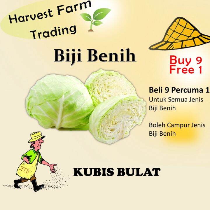 Biji Benih Kubis Bulat 20 Biji Vegetable Seed Cabbage包菜种子 Family Seeds ...
