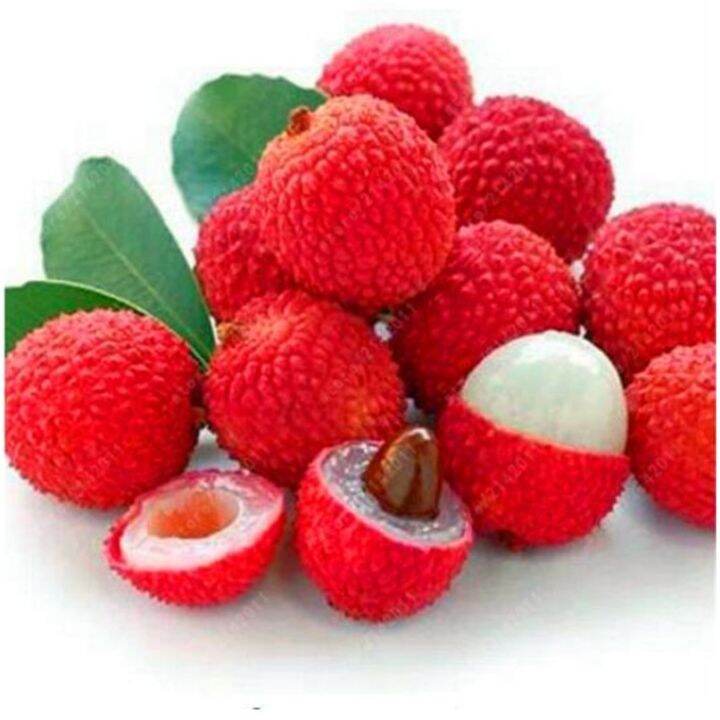 Philippines Ready Stock Buy One Get One Free (50 Seeds) Only Seed High ...