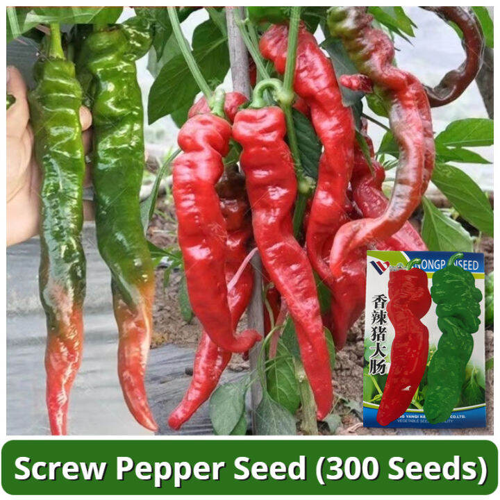 High Yield Screw Pepper Seeds (300 Seed) Super Hot Chilli Pepper Seeds ...