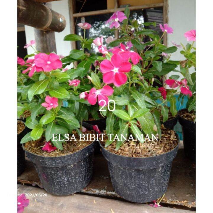 BIBIT BUNGA VINCA (BERBUNGA) BISA DITARUH POT | Lazada Indonesia