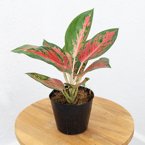 tanaman bunga aglonema kochin - kocin - tanaman bunga indoor | Lazada ...