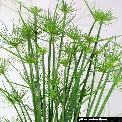 Cyperus Haspan or Dwarf Papyrus Sedge with FREE plastic pot, pebbles ...