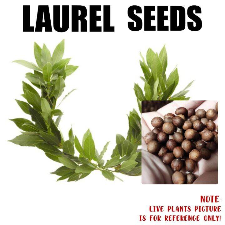 LAUREL SEEDS - BAY LEAF SEEDS EASY SPROUT SEEDS HIGH PERCENTAGE OF ...
