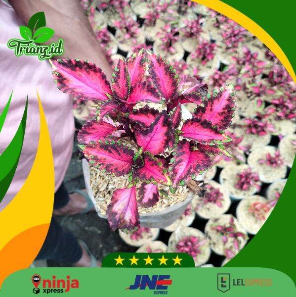 tanaman hias miana merah/hijau tanaman hias miana coleous merah hijau ...