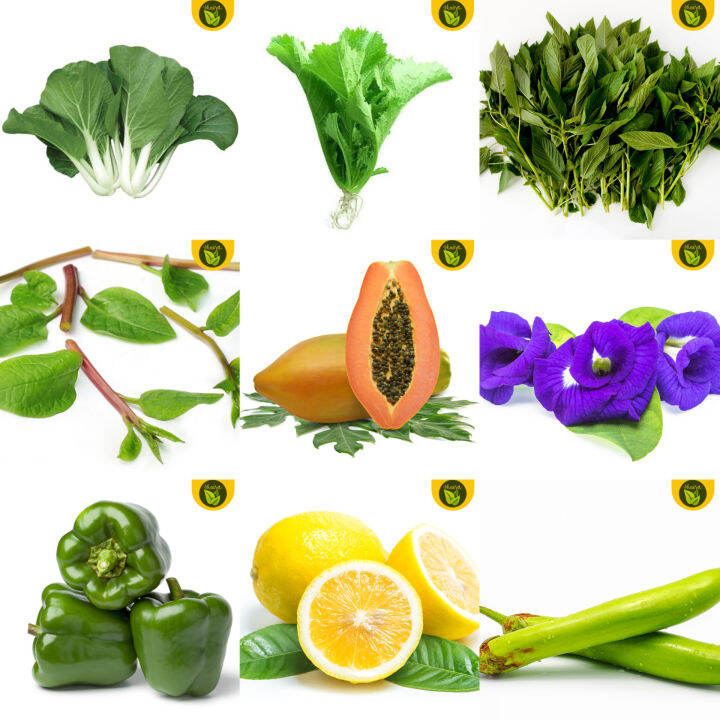 all in! 9 in 1 pack seeds binhi pantanim 100 pechay 100 mustasa 50 ...