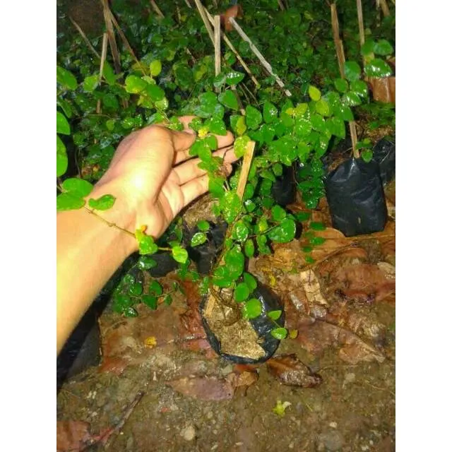 Tanaman dollar kecil Tanaman dollar Tanaman dolar Tanaman merambat ...