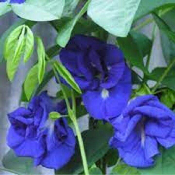Butterfly Pea Flowers seeds blue ternatea | Lazada PH