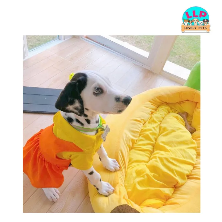 Lovely Petsชุดโกโกวาน้องหมา น้องเเมว | Lazada.co.th