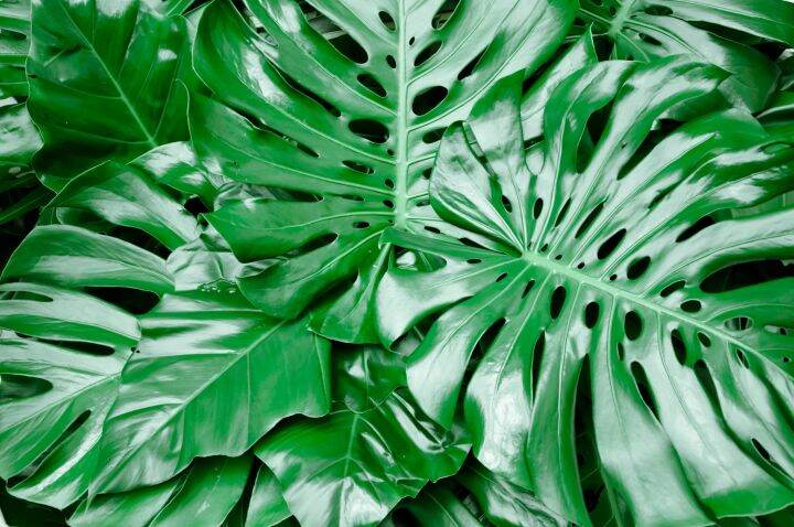 Hybrid Monstera Deliciosa Seed with Sprout ( 1 Pc) | Lazada PH