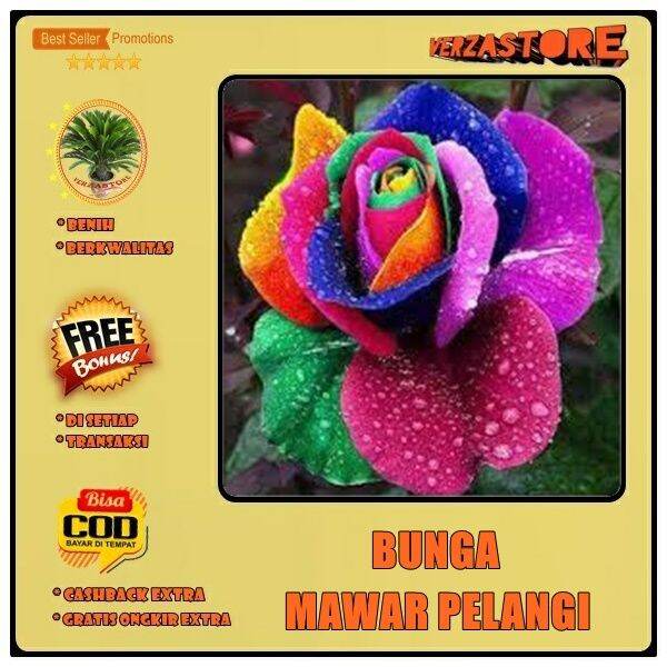 Biji Bunga Mawar Pelangi Benih Bunga Mawar Rainbow Rose / 2 biji ...