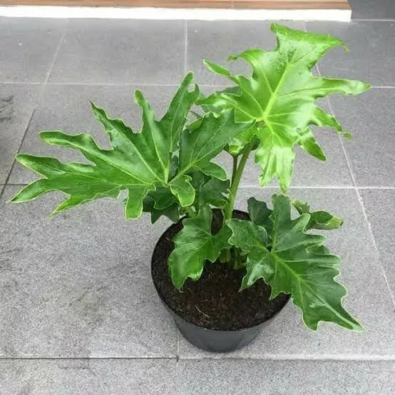 Tanaman Hias philodendron selloum / Tanaman Monstera jari | Lazada ...