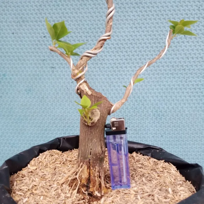 Bahan Bonsai Bougenvil Singapore Program Akar Small | Lazada Indonesia Bahan Bonsai Bougenvil Singapore Program Akar Small | Lazada Indonesia