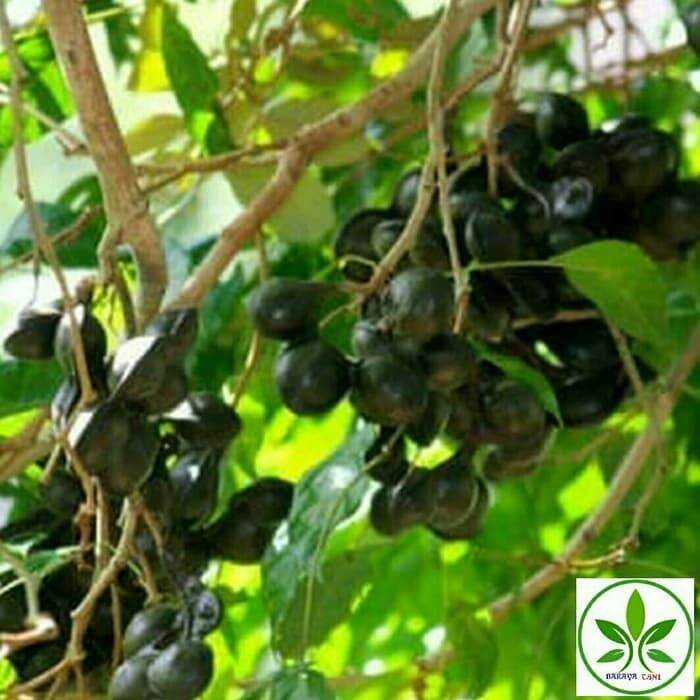 Bibit Tanaman Pohon Jengkol/Pohon Buah Jengkol | Lazada Indonesia