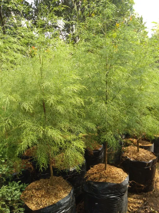 CEMARA BALON CEMARA ANGIN TANAMAN HIAS CEMARA POHON CEMARA | Lazada ...