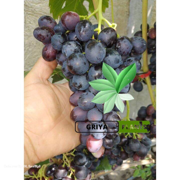 bibit anggur import swallow atau lastocka varian anggur baru | Lazada ...