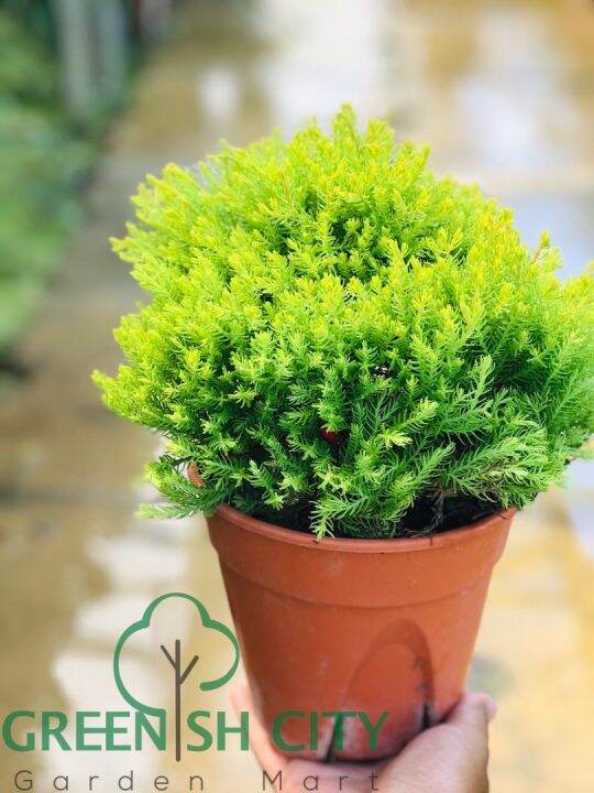 GardenMart4U Round Cedar Pine Live Plant Pokok Juniperus | Lazada