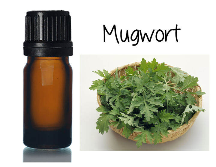 Pure Mugwort motherwort maidenwort damong maria essential oil 5ml ...