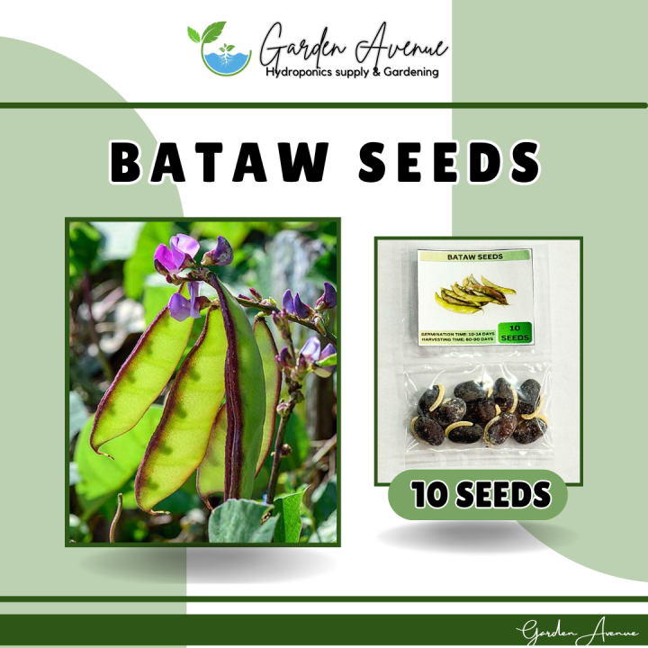 BATAW SEEDS/HABITSUWELAS SEEDS (10 PCS SEEDS) - FOR GARDEN/HYBRID/EASY ...