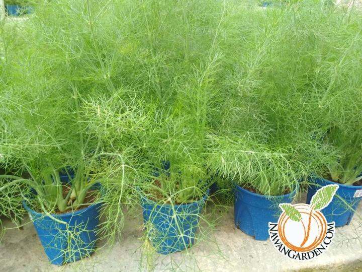 [Herbs Plant] DILL Herb Plant Potted Organic/Live Plants/Pokok Herba ...