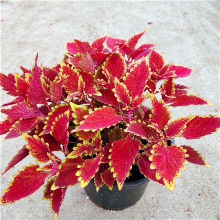 Mixed Coleus Seeds Perilla Blumei Potted Plants Ornamental Bonsai Tree ...