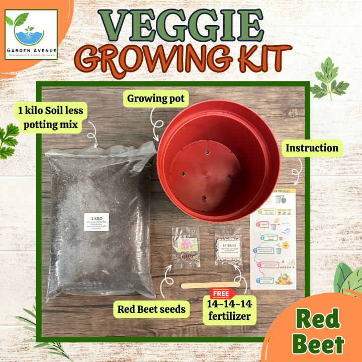 RED BEET GROWING KIT - READY TO USE/COMPLETE PACKAGE/POT/SOIL/SEEDS ...