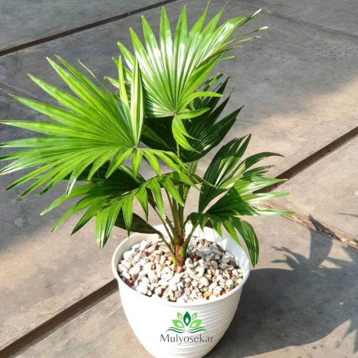 Tanaman Hidup Indoor Palem Bintang - Tanaman Hias Pohon Palem Bintang ...