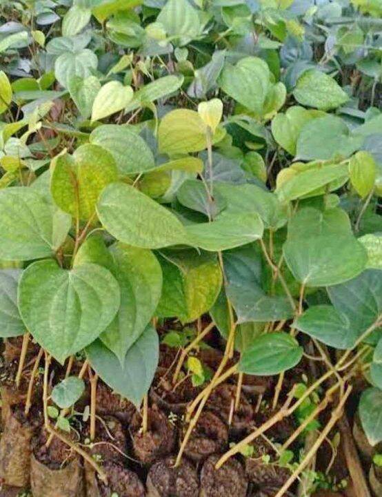 paminta / black pepper native plant | Lazada PH