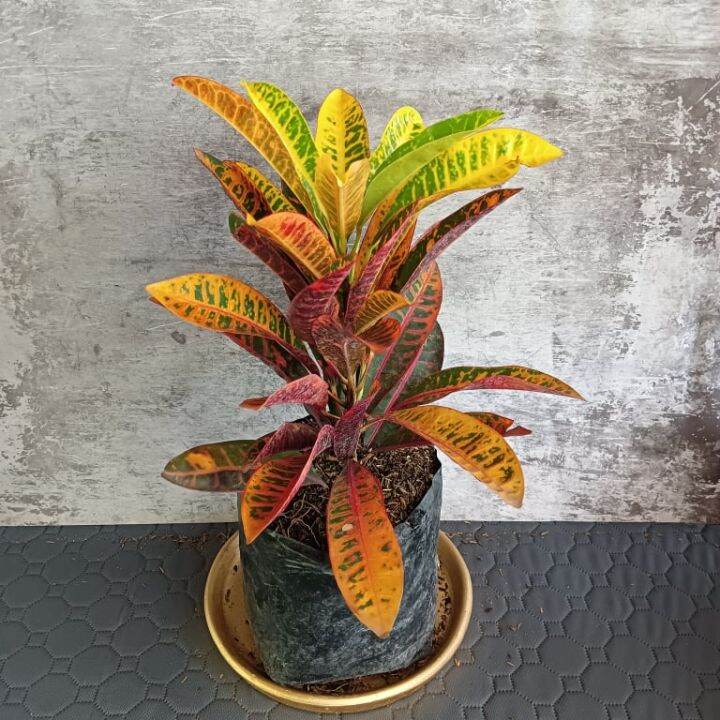 Anikanik Ph - Petra San Francisco Croton Plant | Lazada PH