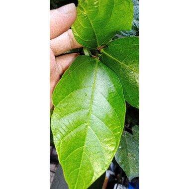 m~E30 pc Asis As Is Isis Is Is Leaves Pakiling Dahon Fresh Organic ...