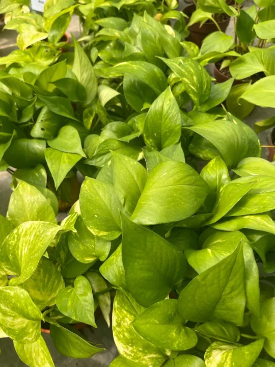 LOVE GARDEN - Pokok Duit-duit | Money Plant | Lazada