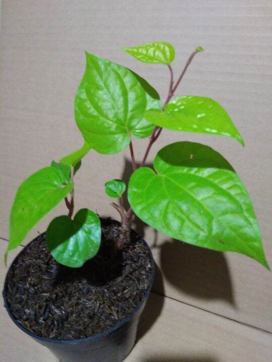 Pohon herbal sirih hijau /pohon sirih hijau / bibit sirih hijau ...