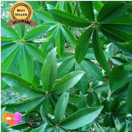 DAUN RANDU/ DAUN KAPUK SEGAR 1KG // | Lazada Indonesia