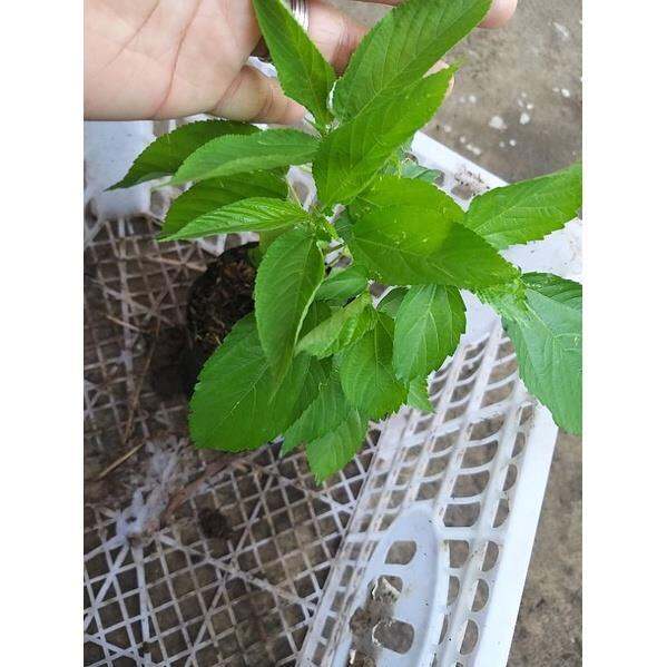 Saluyot/Green Spinach Jute mallow or Nalta Jite vegetable Plant | Lazada PH