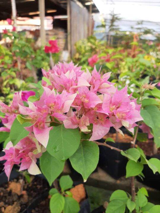 BOUGAINVILLEA ANAK POKOK HIDUP BUNGA KERTAS RANDOM COLOUR ANAK POKOK ...