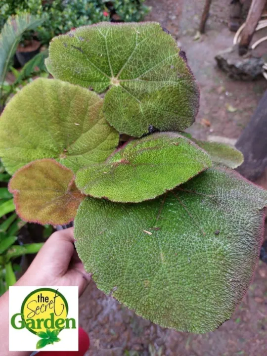 Begonia Jungle Masoniana (Actual Photo) with FREE plastic pot, pebbles ...