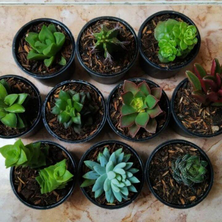 paket tanaman sukulen mini plus media dan pot | Lazada Indonesia