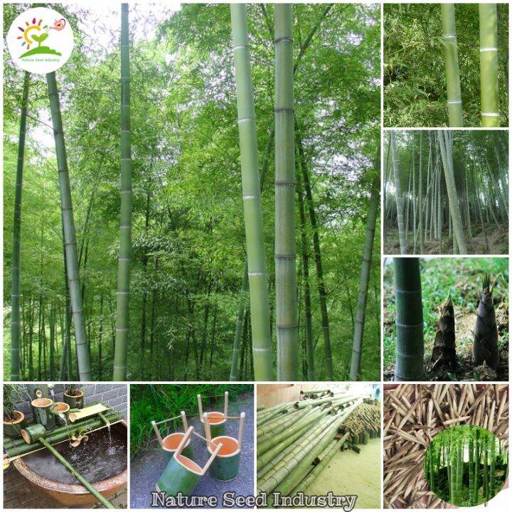 Bamboo seedlings Phyllostachys Seeds for Planting 50 seedspack ...