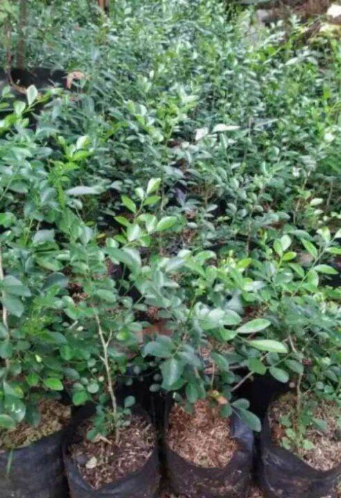 pohon kemuning - Tanaman hias kemuning | Lazada Indonesia